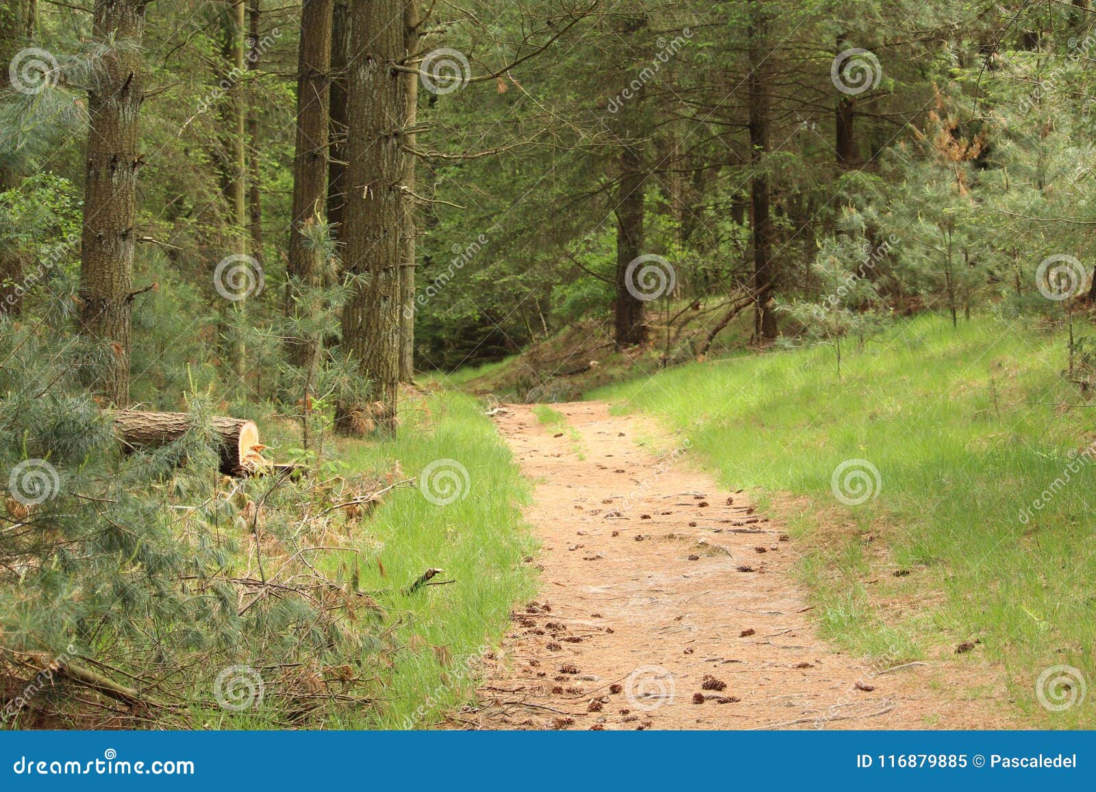Forest Landscape stock image. Image of vieuw, panorama - 116879885