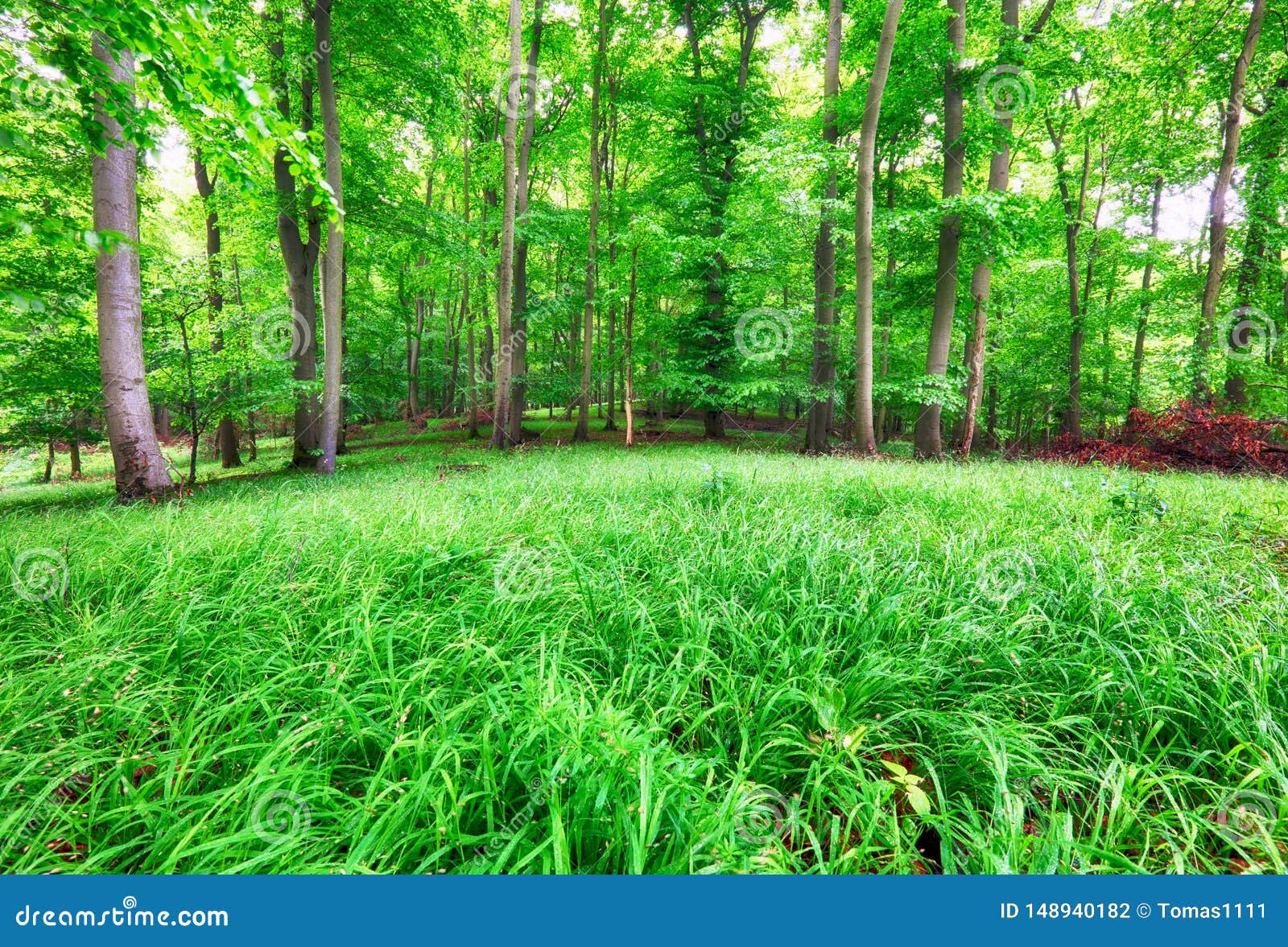 Forest Landscape with Green Grass and Woods at Spring Stock Photo ...