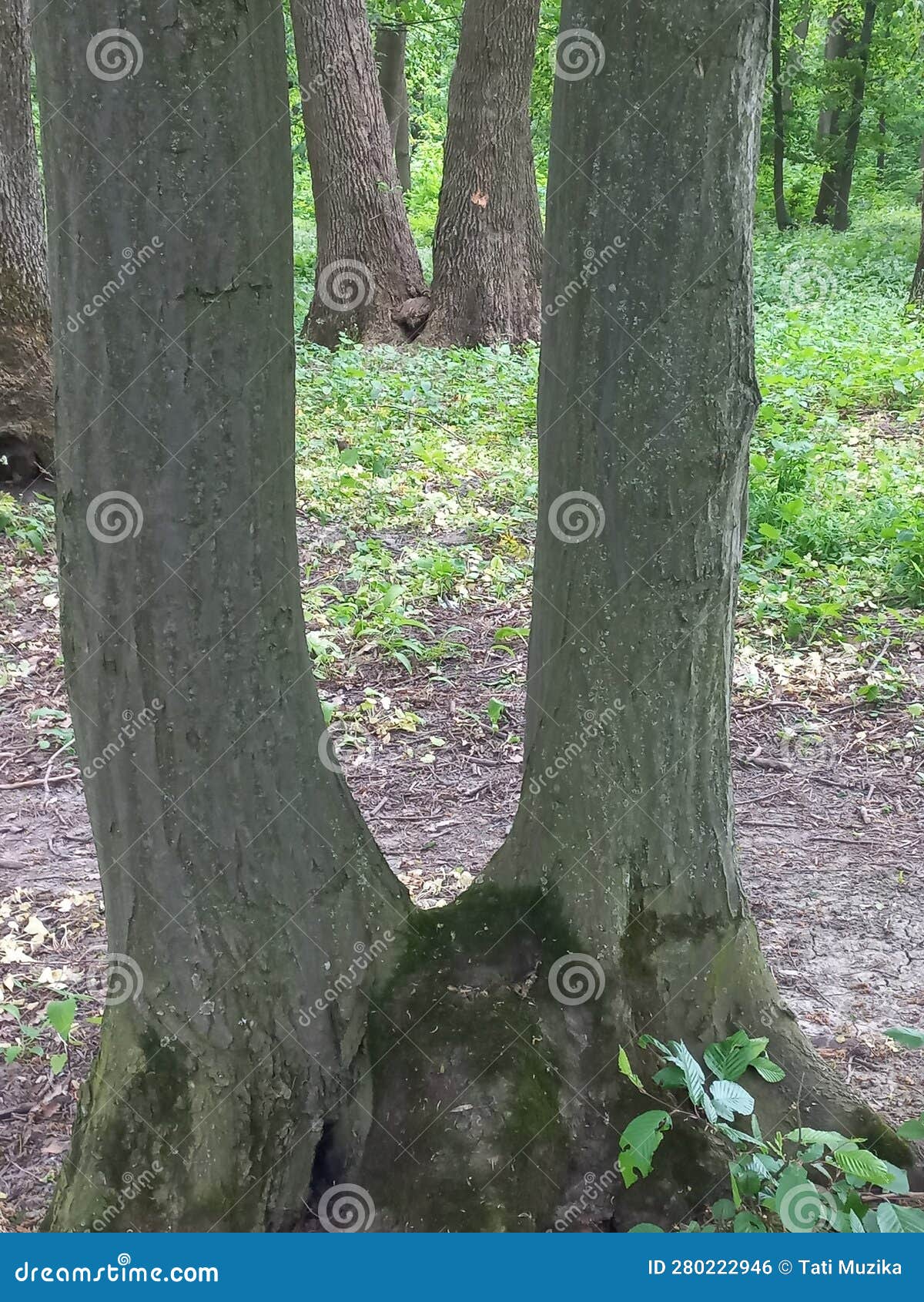 Forest Landscape. Grown Trunks. Two Trees in One. Stock Photo - Image ...