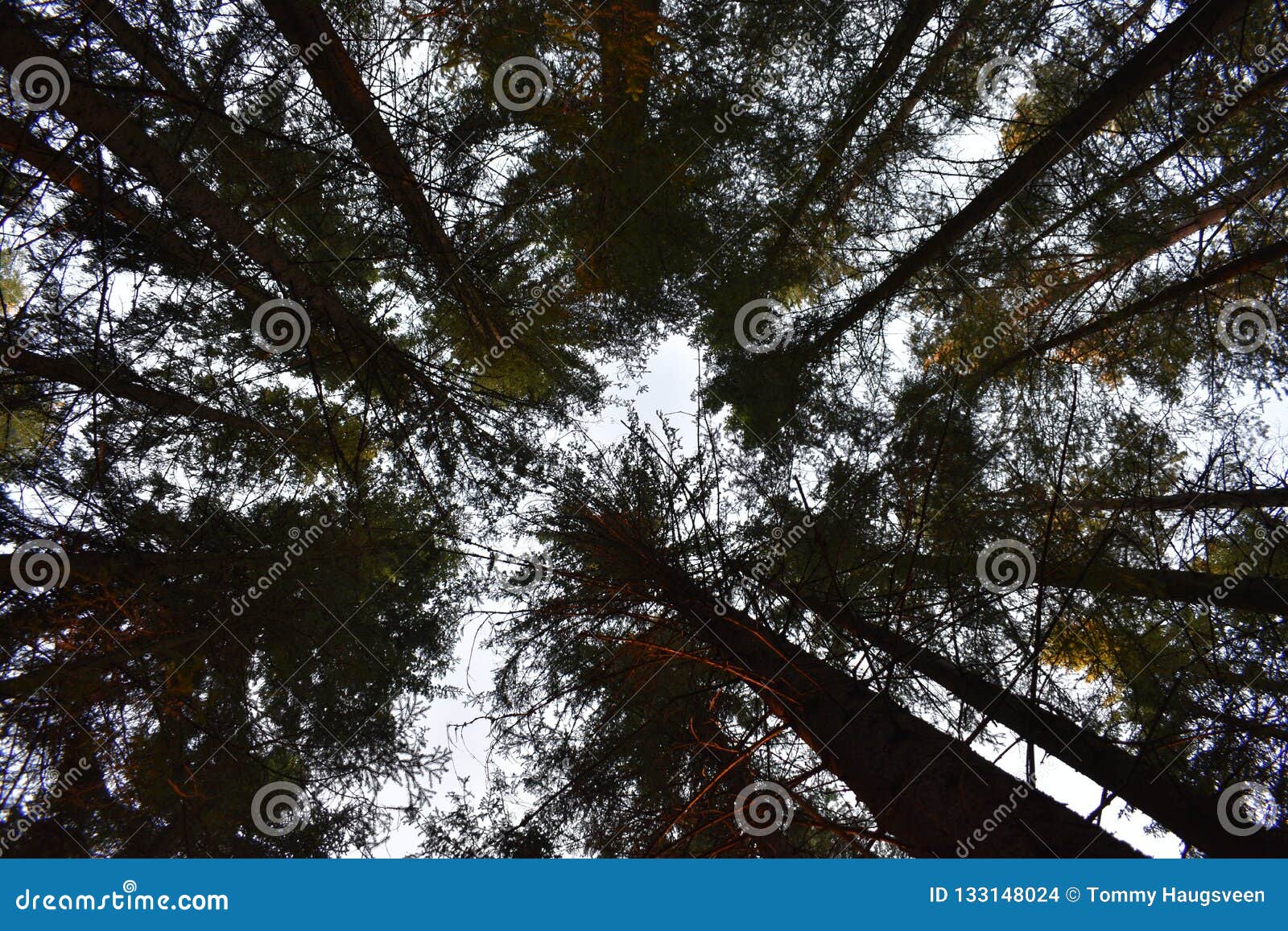 Forest Landscape. Inside the Forest Stock Photo - Image of forest ...