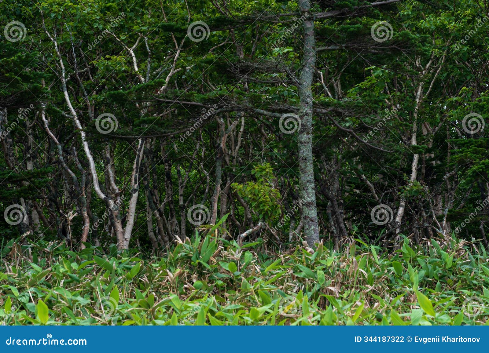 Forest Landscape of the Island of Kunashir, Twisted Trees and ...