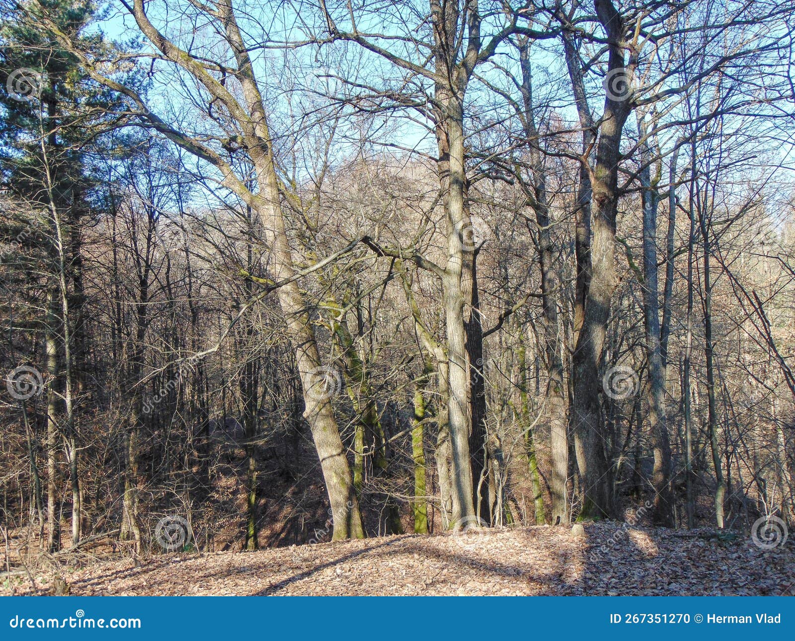 Forest Landscape in January in Maramures County, Romania Stock Photo ...