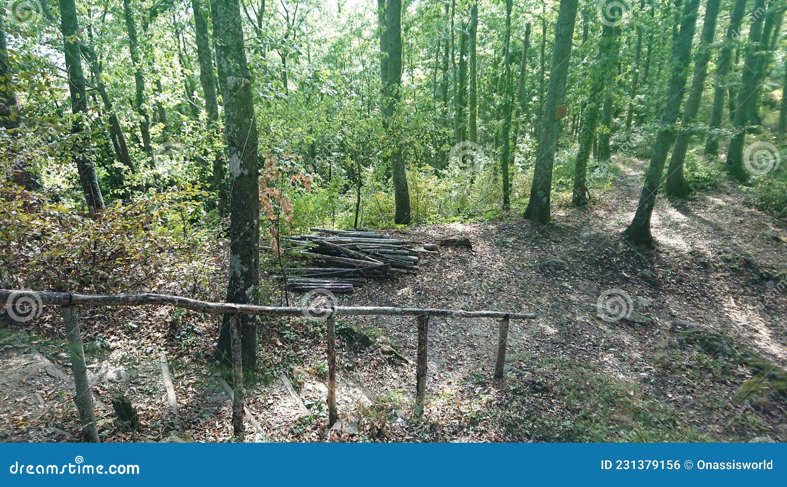 Forest Landscape. Logs and Steps Stock Photo - Image of nature, forest ...