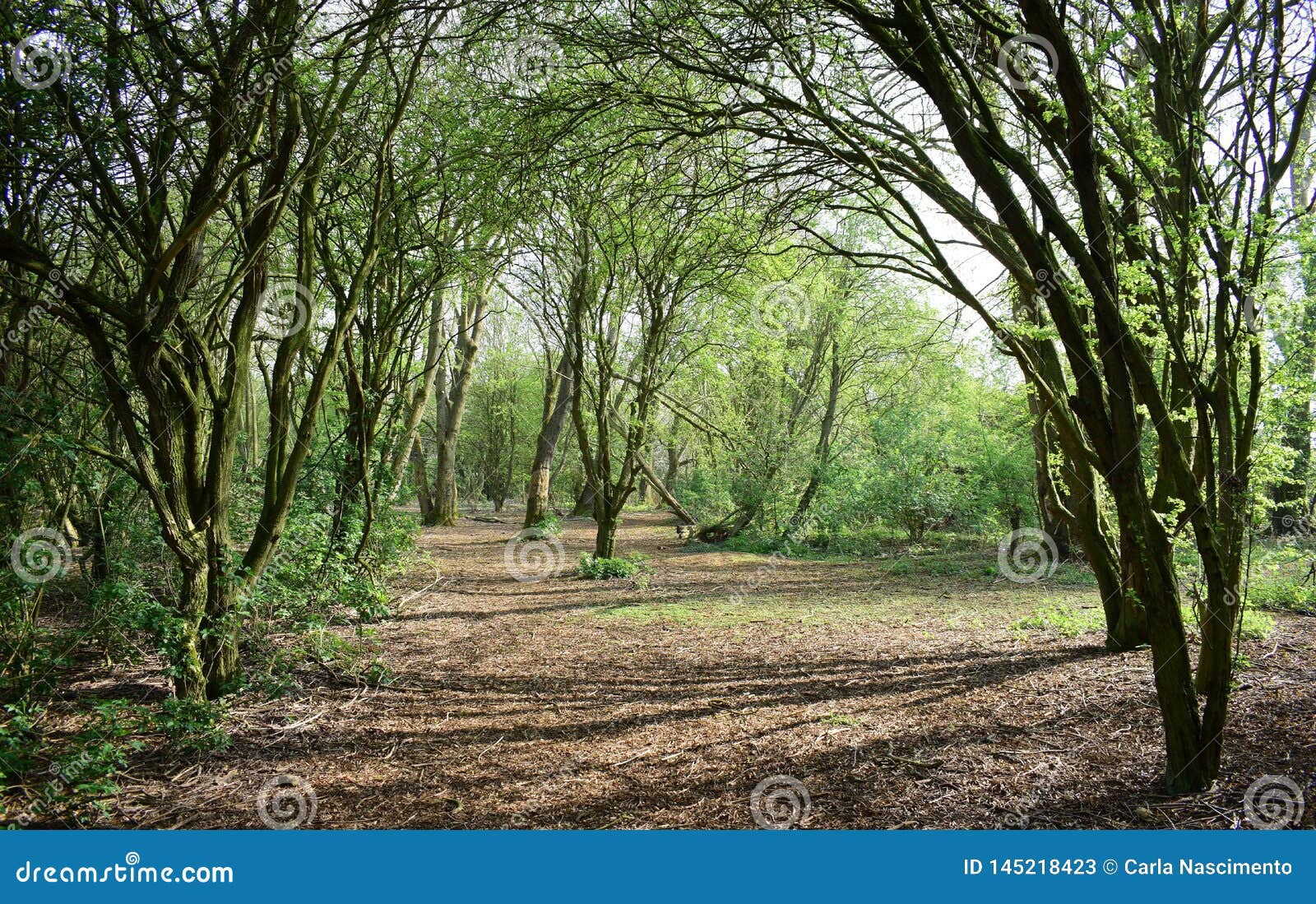 Forest Landscape with Many Trees and Shadows on the Ground. Stock Image ...