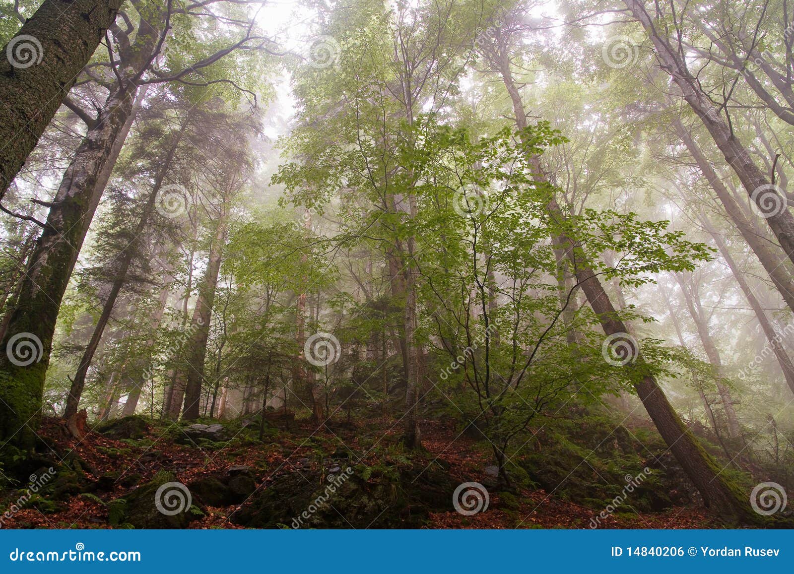 Forest landscape in mist stock photo. Image of evening - 14840206