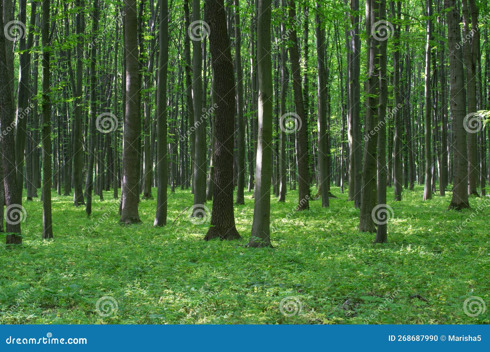 Forest stock photo. Image of trees, uplifting, spirituality - 268687990