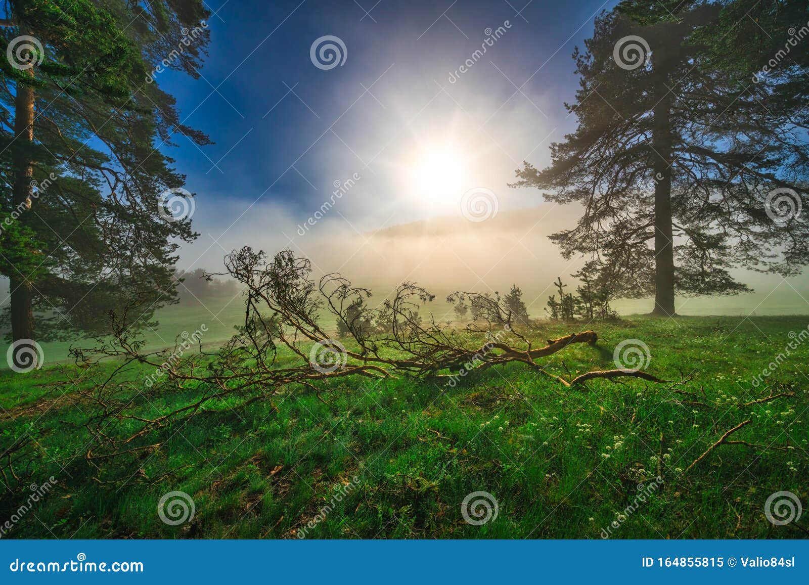 Forest Landscape and Morning Fog in Spring Stock Image - Image of ...