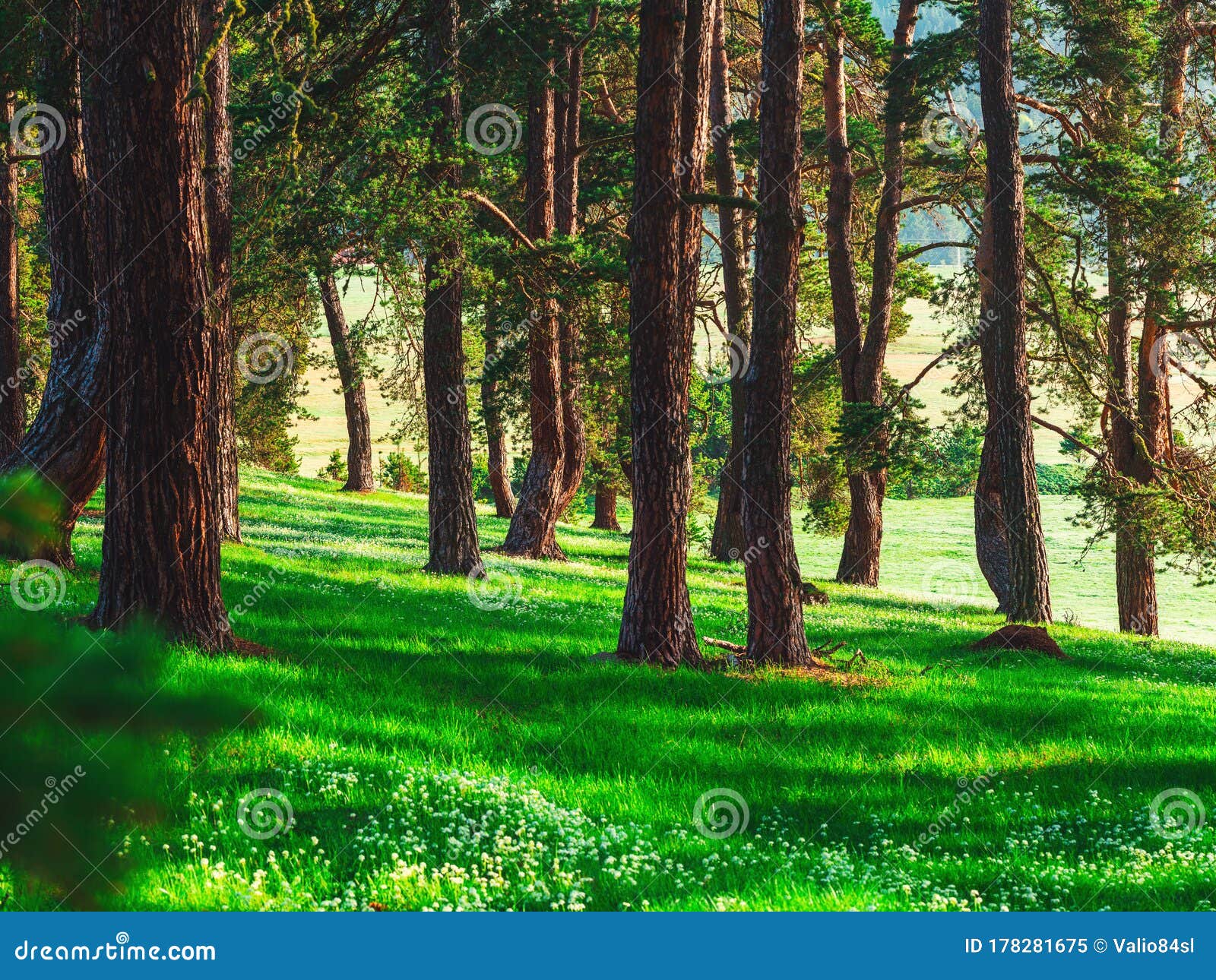 Forest Landscape and Morning Fog in Spring Stock Image - Image of leaf ...
