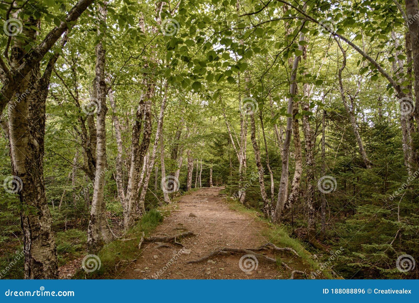 Forest Landscape with Mossy Rocks and Trees. Atlantic Canada Stock ...