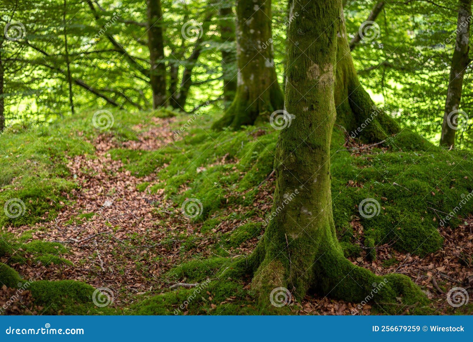 Forest Landscape with Mossy Trees Stock Image - Image of outdoors ...