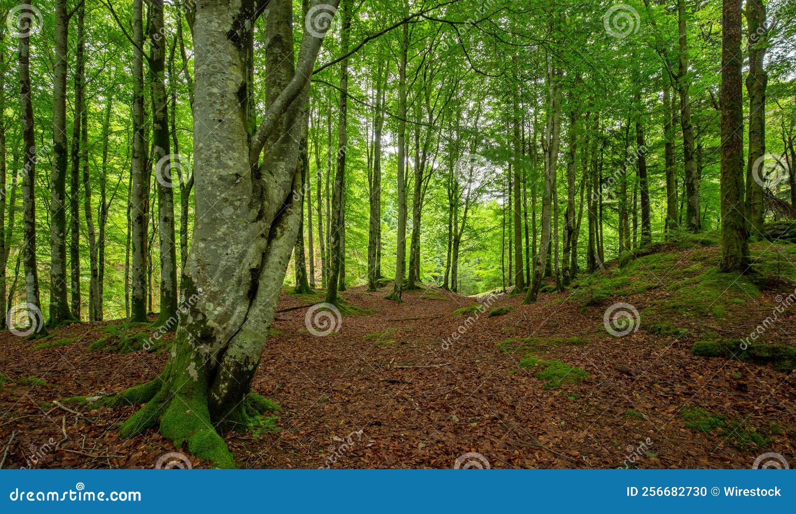 Forest Landscape with Mossy Trees Stock Photo - Image of scenic ...