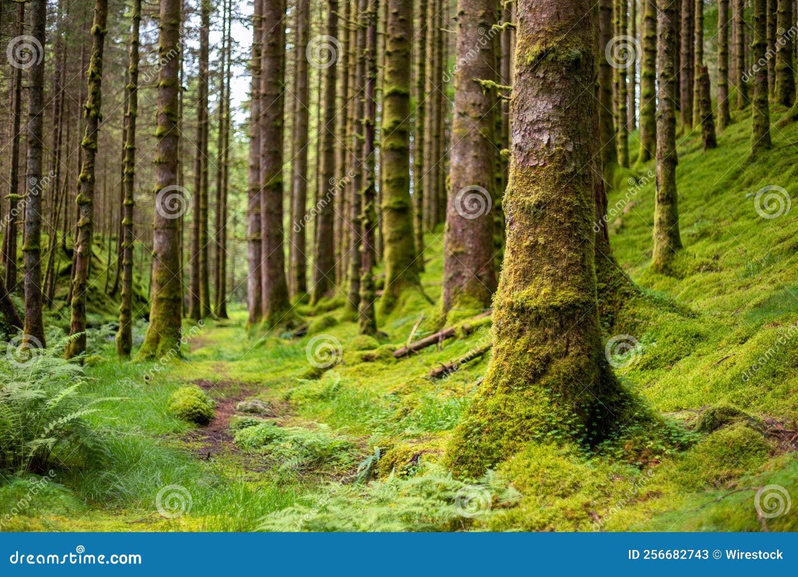 Forest Landscape with Mossy Trees Stock Image - Image of nature, green ...