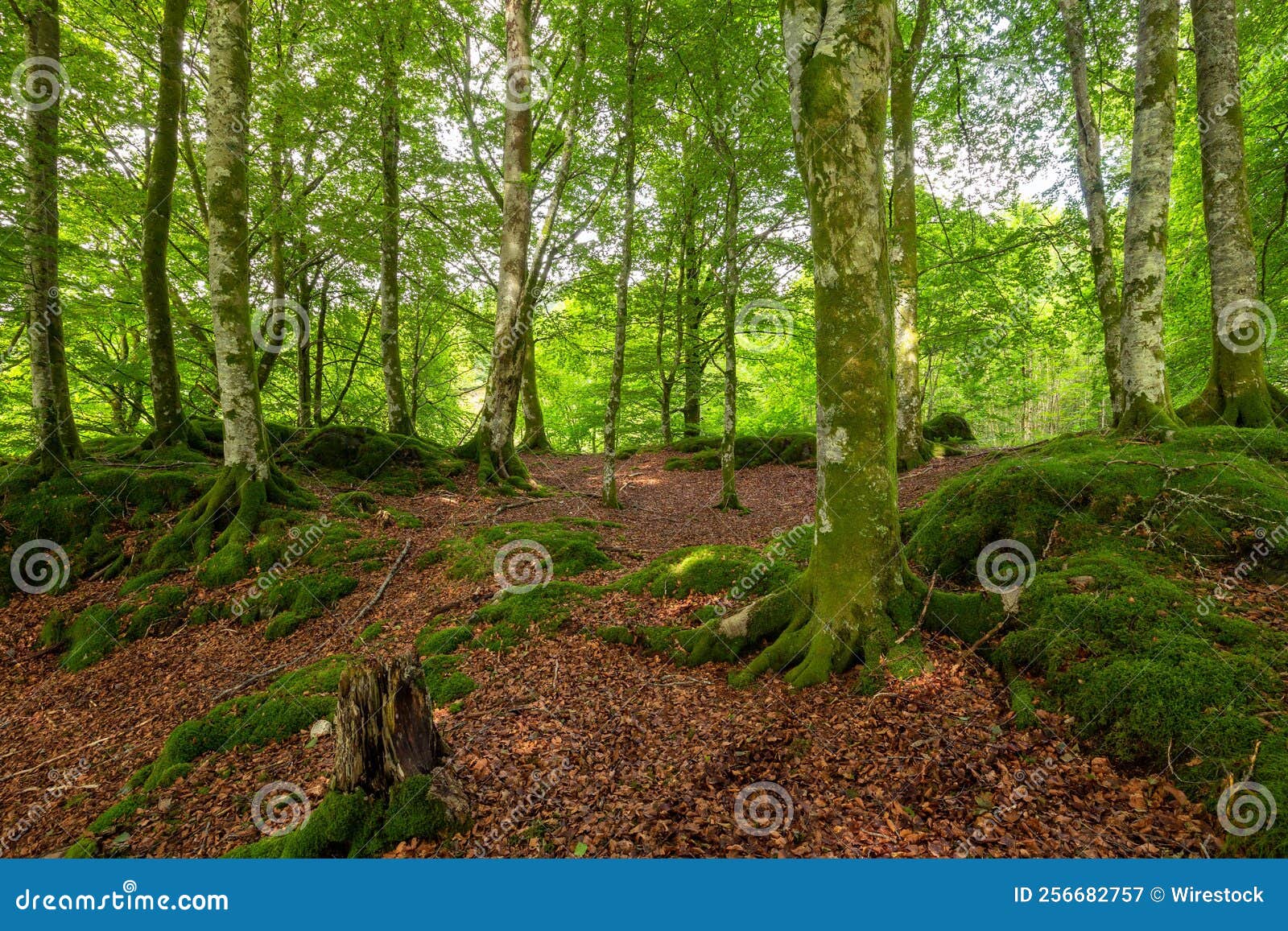 Forest Landscape with Mossy Trees Stock Image - Image of lush, summer ...