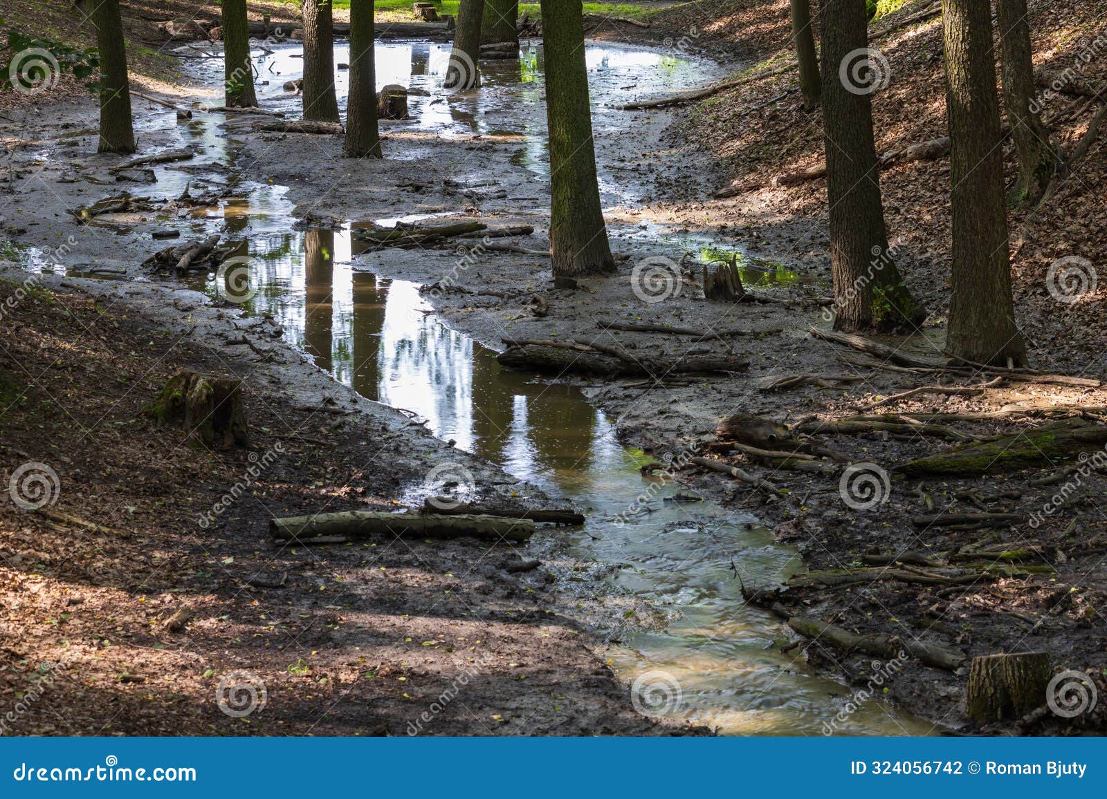 Forest Landscape. Muddy Path by Water Stock Photo - Image of muddy ...