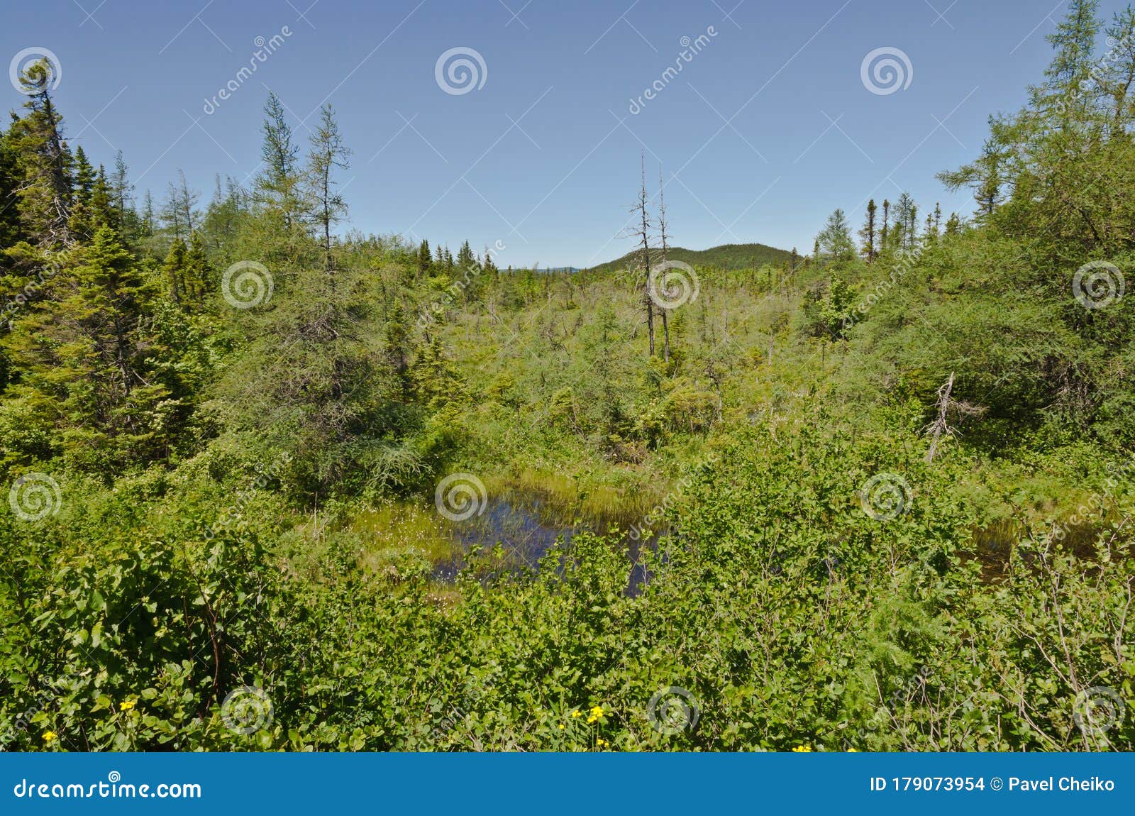 Forest Landscape. Newfoundland Stock Photo - Image of forest, country ...