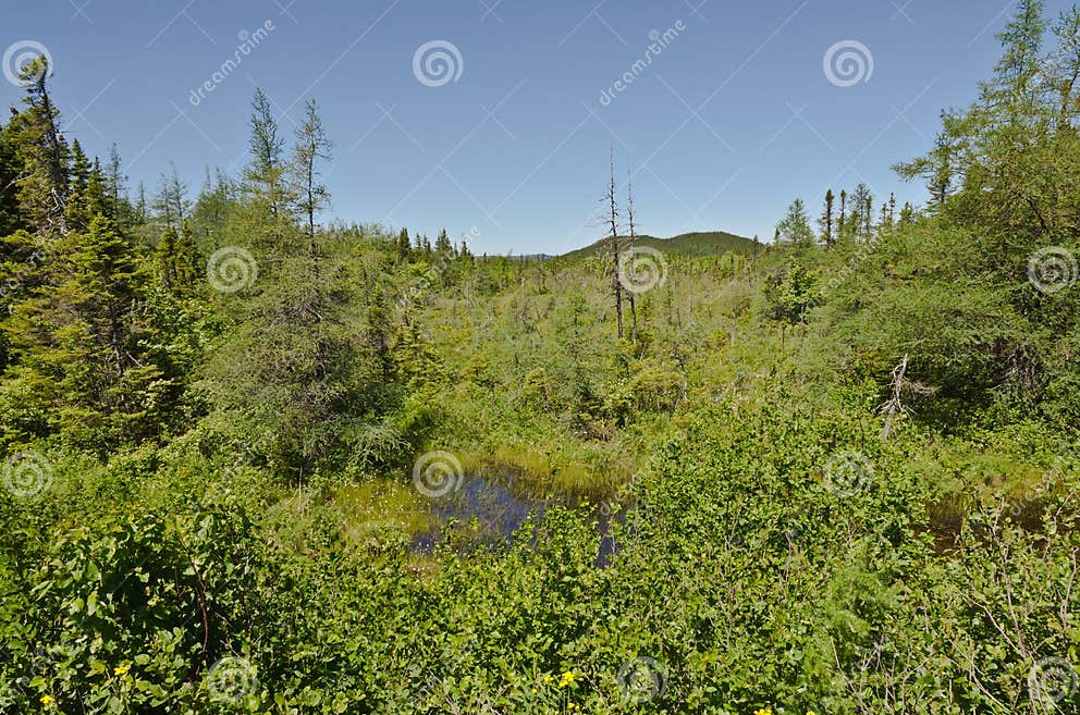 Forest Landscape. Newfoundland Stock Photo - Image of forest, country ...
