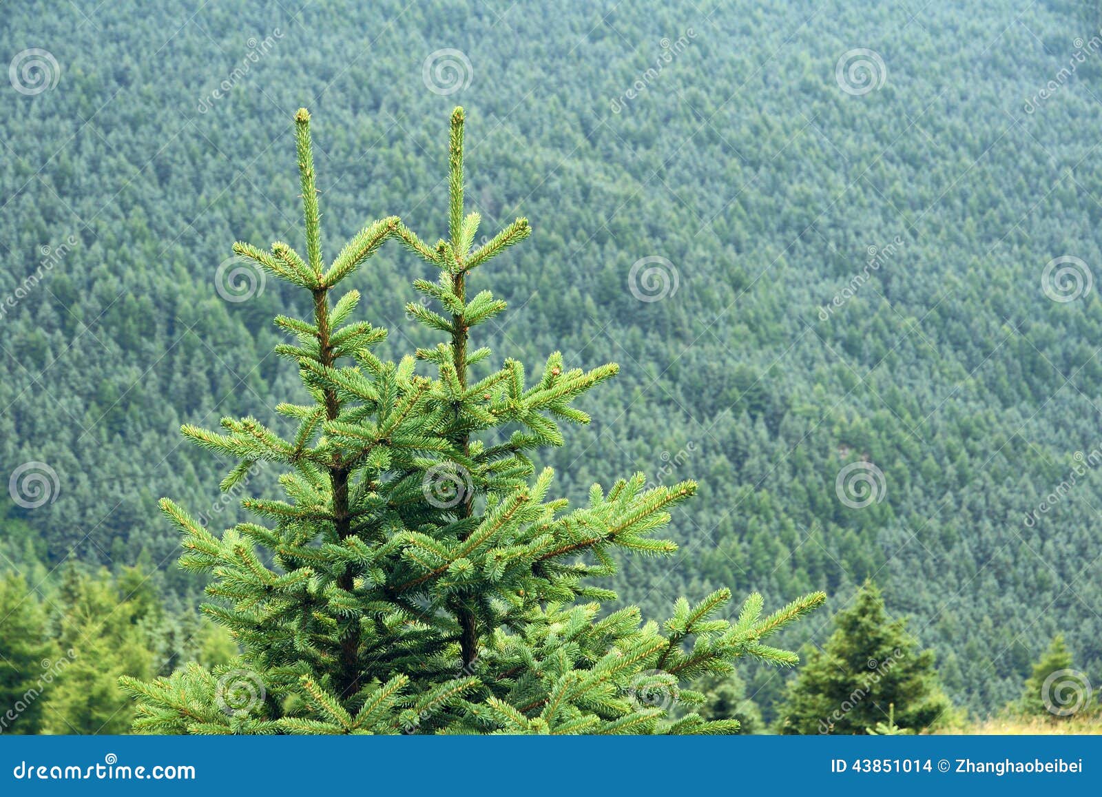 Forest stock photo. Image of larix, mountain, pinewood - 43851014