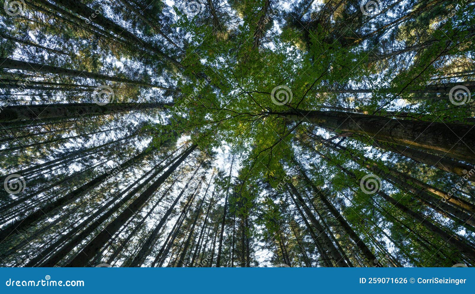 Forest Landscape Panorama Background - Beech Trees in the Forest ...