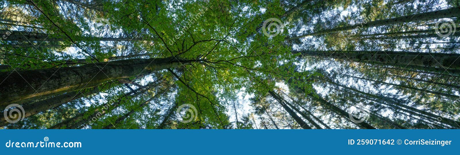 Forest Landscape Panorama Background - Beech Trees in the Forest ...