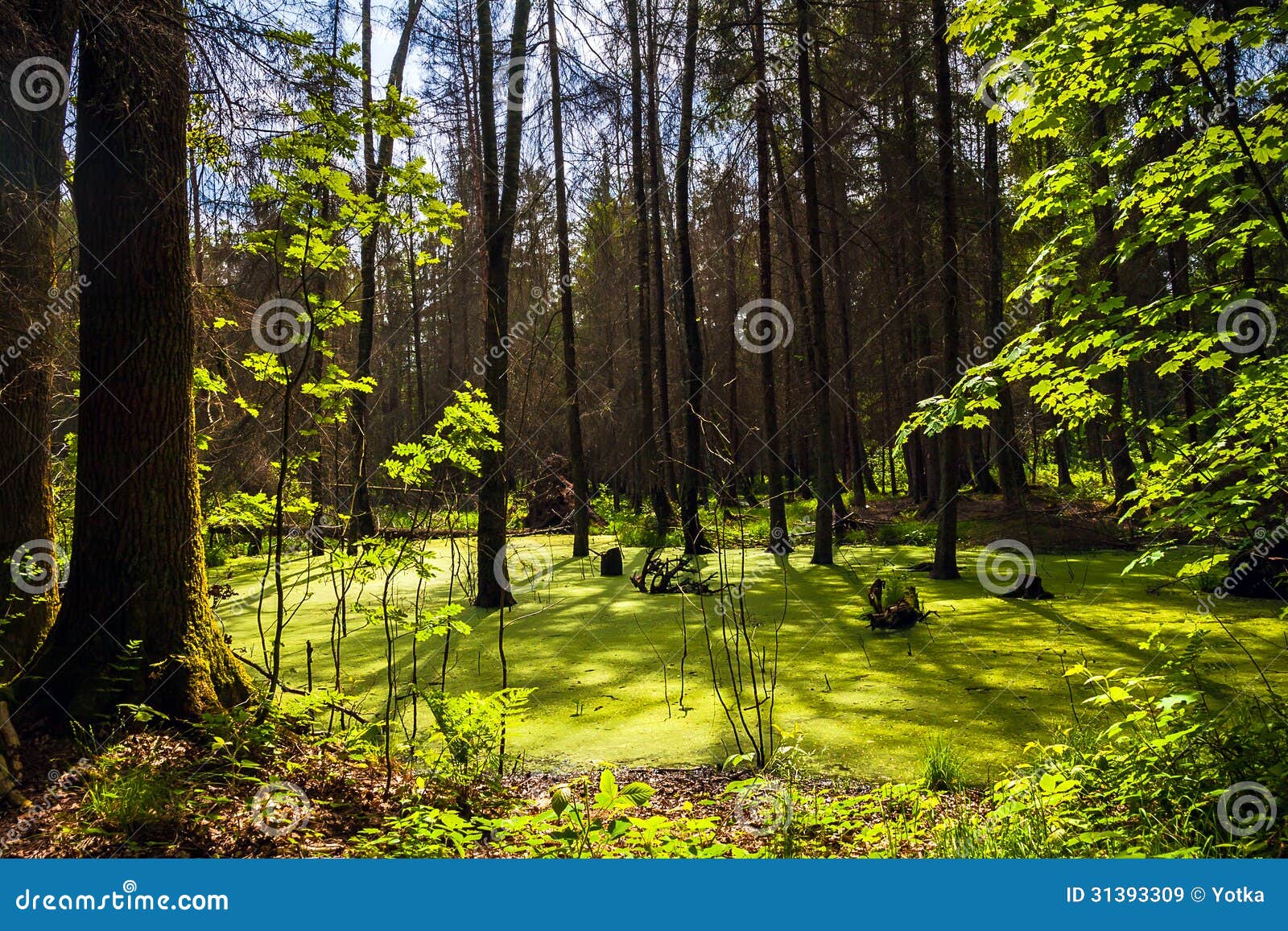 Forest Landscape Panorama View Swamp Trees Forest Stock Image - Image ...