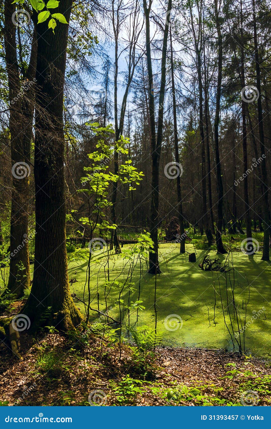 Forest Landscape Panorama View Swamp Trees Forest Stock Image - Image ...