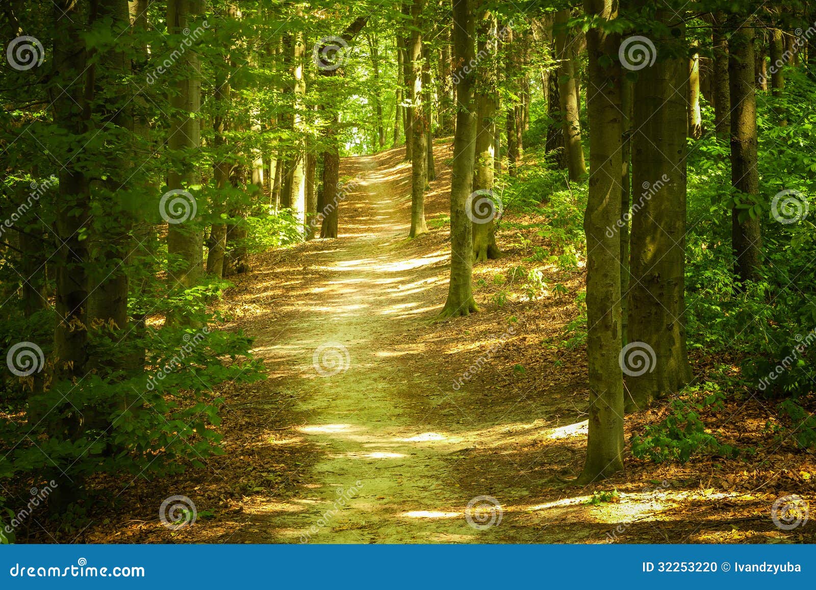 Forest landscape with path stock photo. Image of misty - 32253220