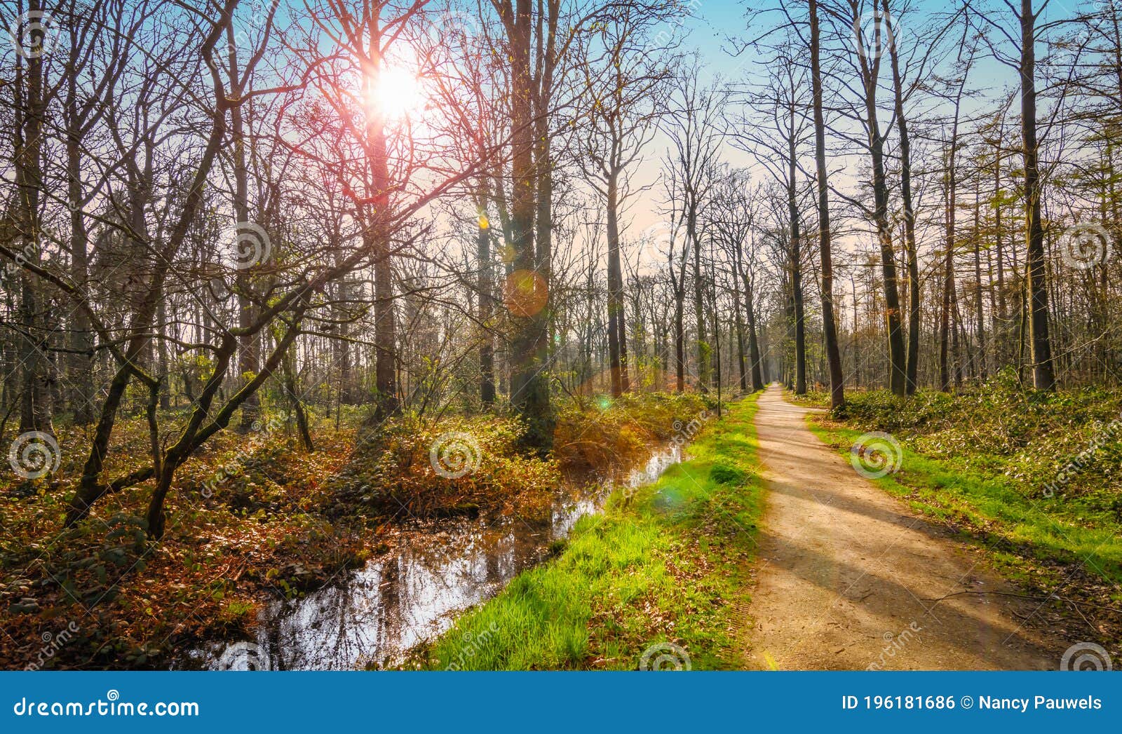 Forest Landscape with Path, Stream and Sun. Stock Photo - Image of ...