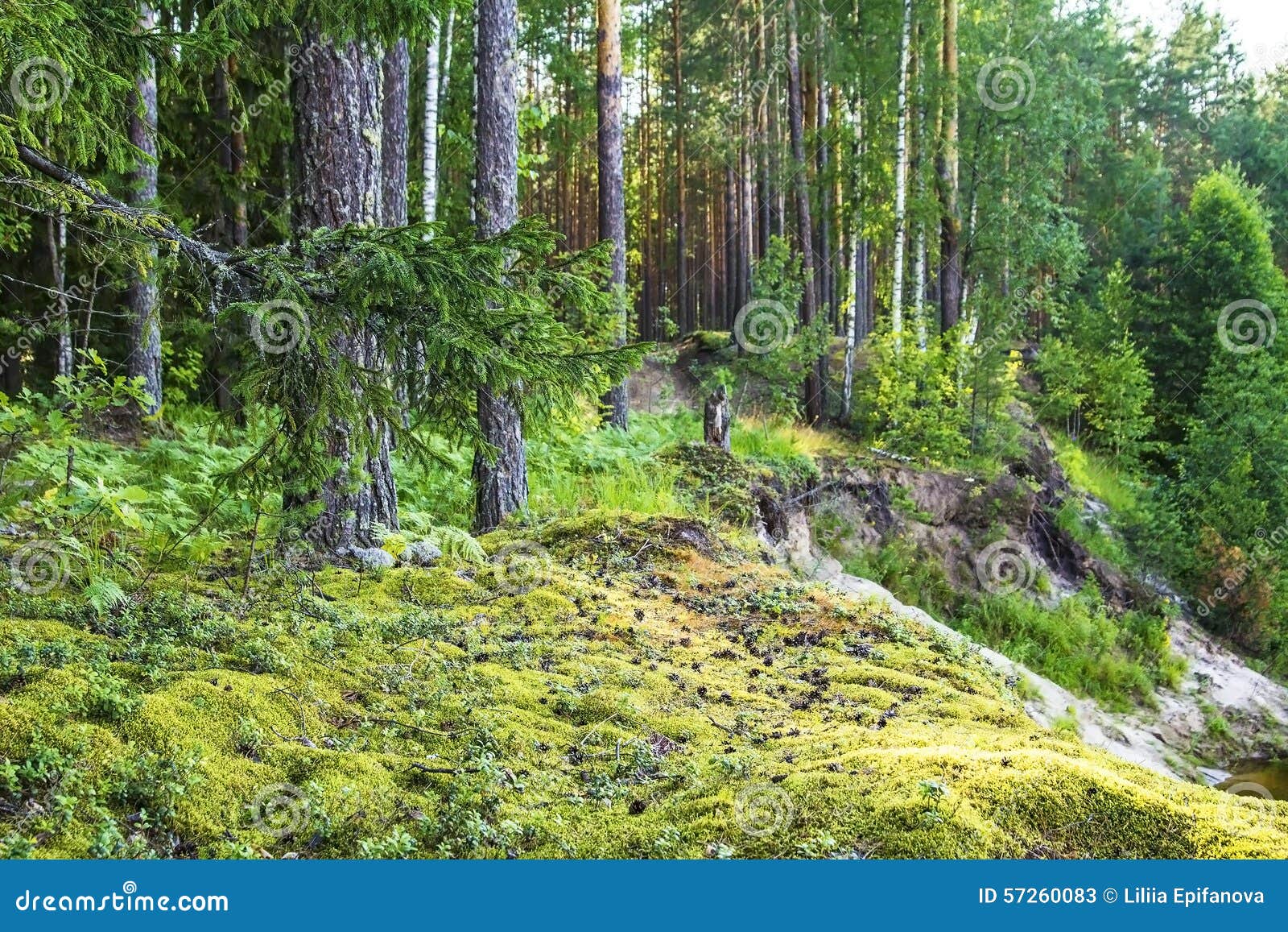 Forest Landscape with Pine Trees and Moss Stock Image - Image of root ...