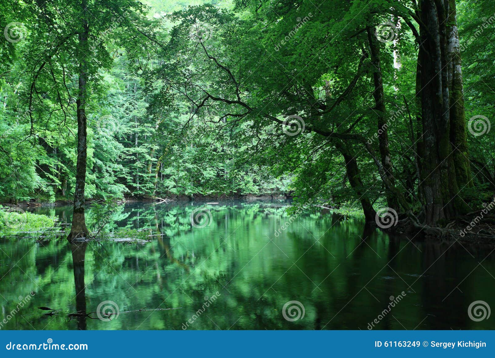 Forest landscape with pond stock image. Image of rural - 61163249