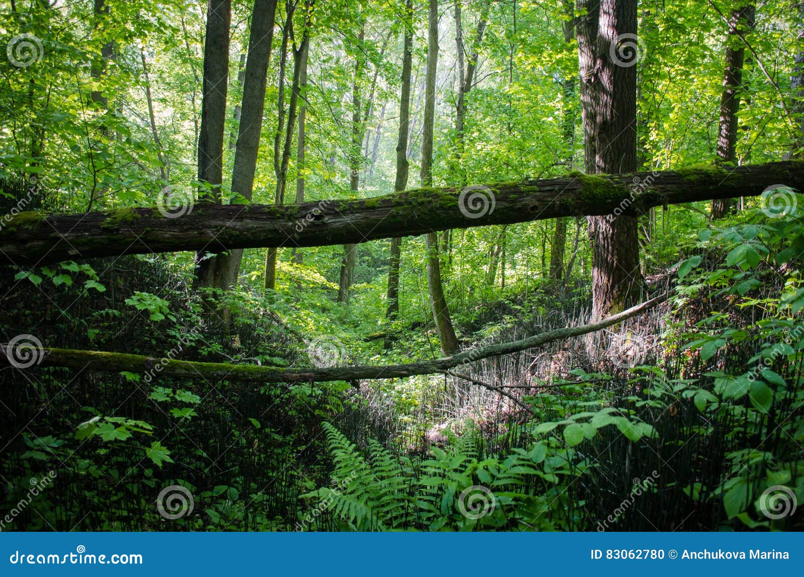 Forest Landscape, Ravine in the Woods with a Fallen Tree on the ...