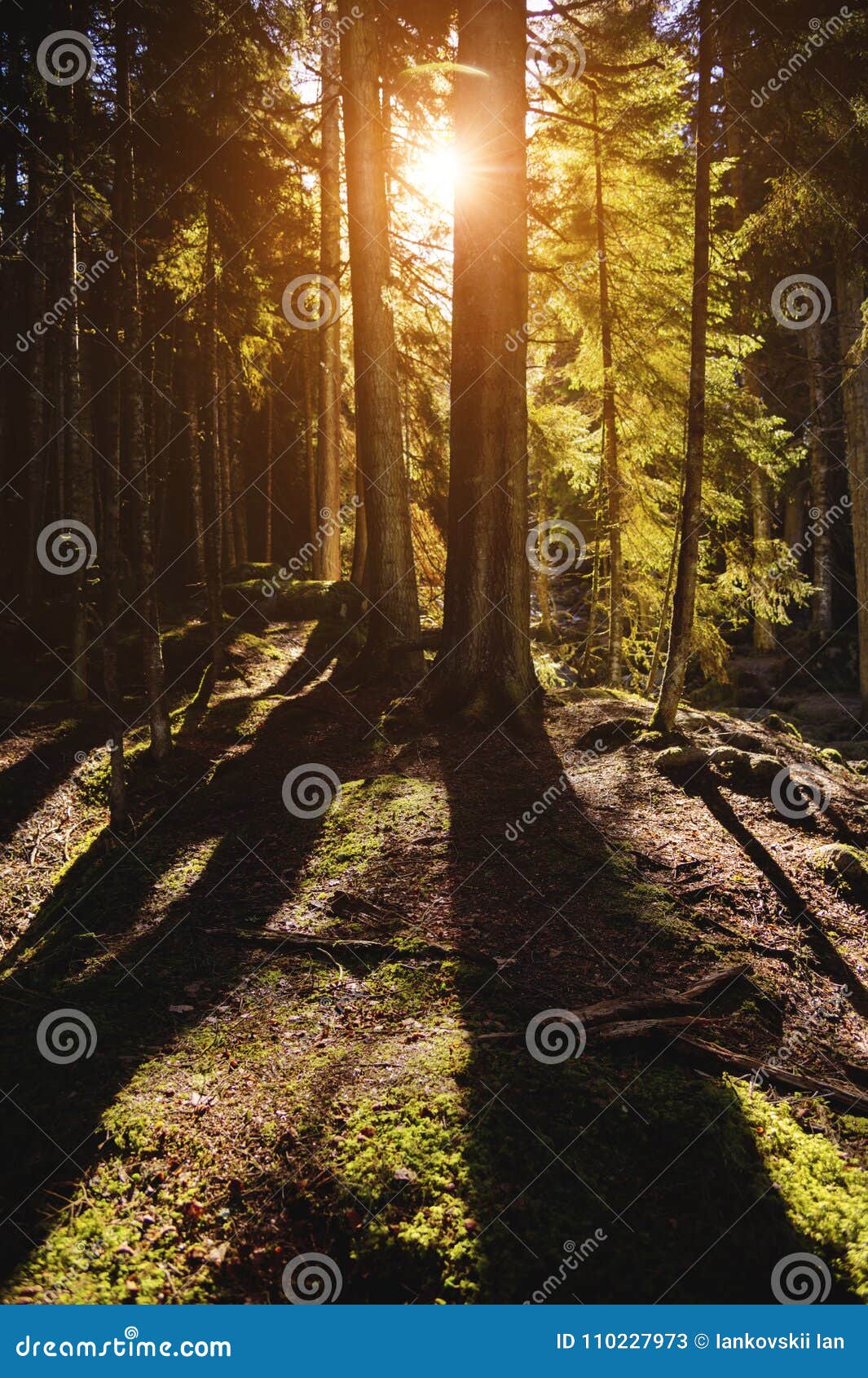Forest Landscape Rays of the Setting Sun through the Trunks and Crowns ...
