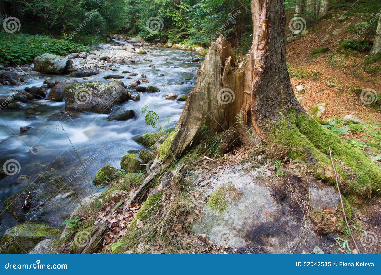 Forest Landscape with River Stock Image - Image of tree, summer: 52042535