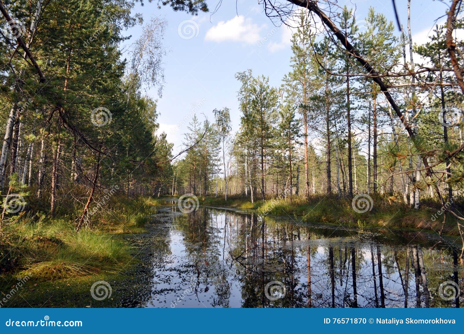 Forest Landscape with River Stock Photo - Image of warm, bright: 76571870