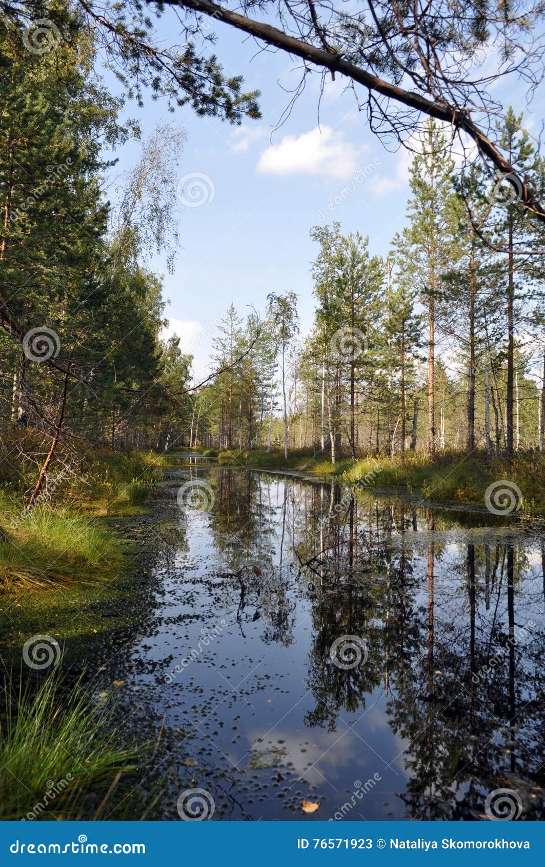 Forest Landscape with River Stock Image - Image of warmth, nature: 76571923