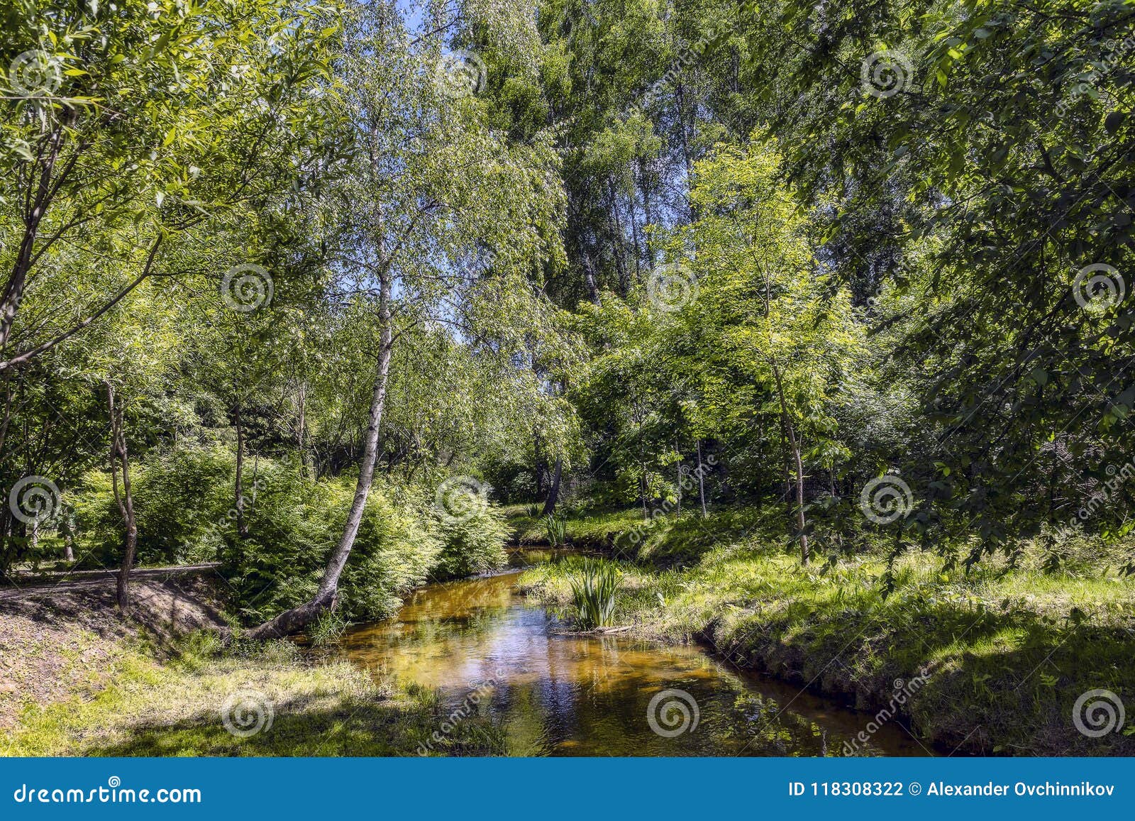 Forest Landscape with the River Stock Photo - Image of landshtrassa ...