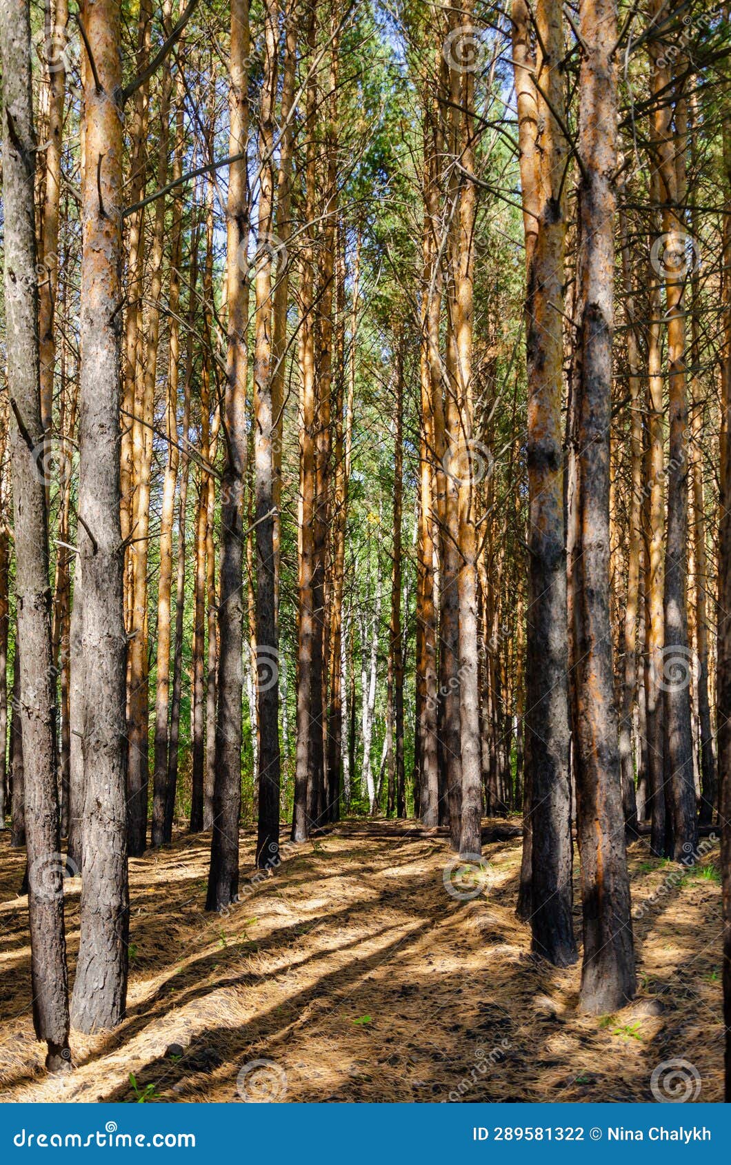 Forest Landscape. Rows of Pine Trees. Path between Trunks of Pine Trees ...
