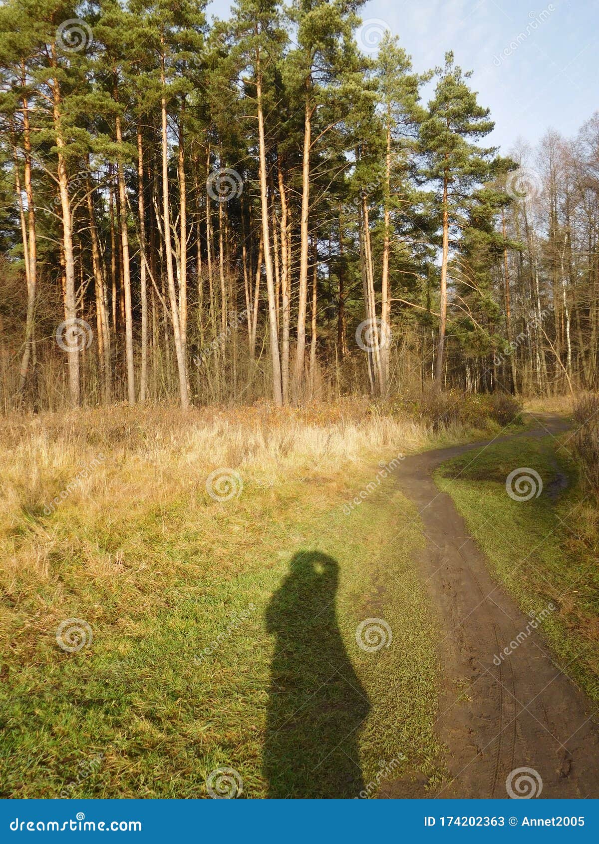 Forest Landscape and Shadow of the Photographer, Pine Trees Stock Image ...