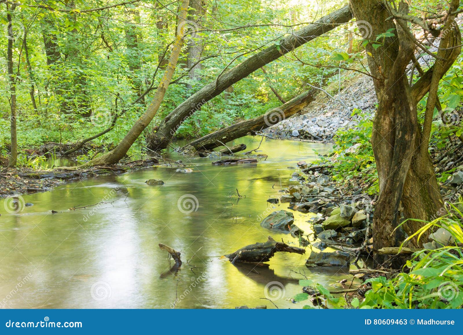 Forest Landscape with Small Stream and Fallen Trees Stock Image - Image ...