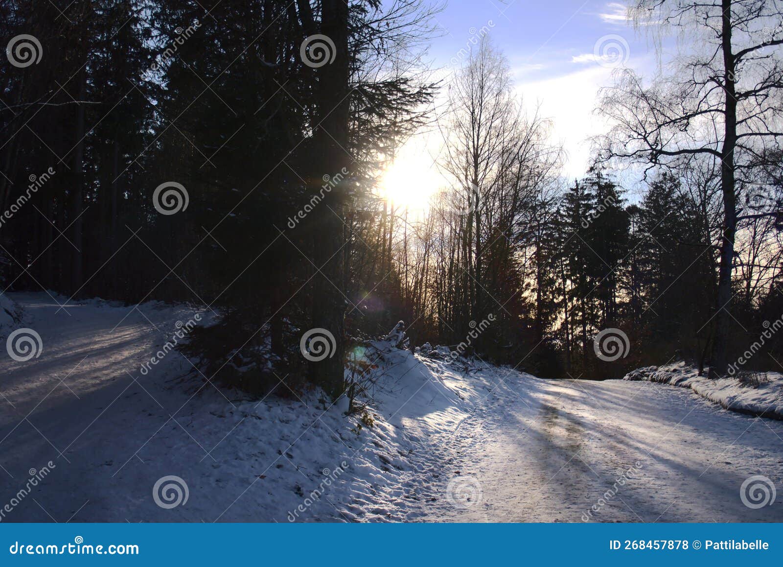 Forest Landscape with Snowy Paths in the Winter Stock Photo - Image of ...