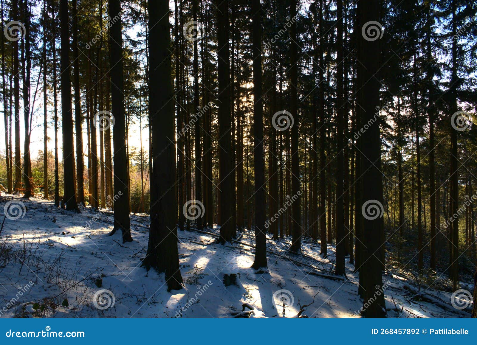 Forest Landscape with Snowy Paths in the Winter Stock Photo - Image of ...