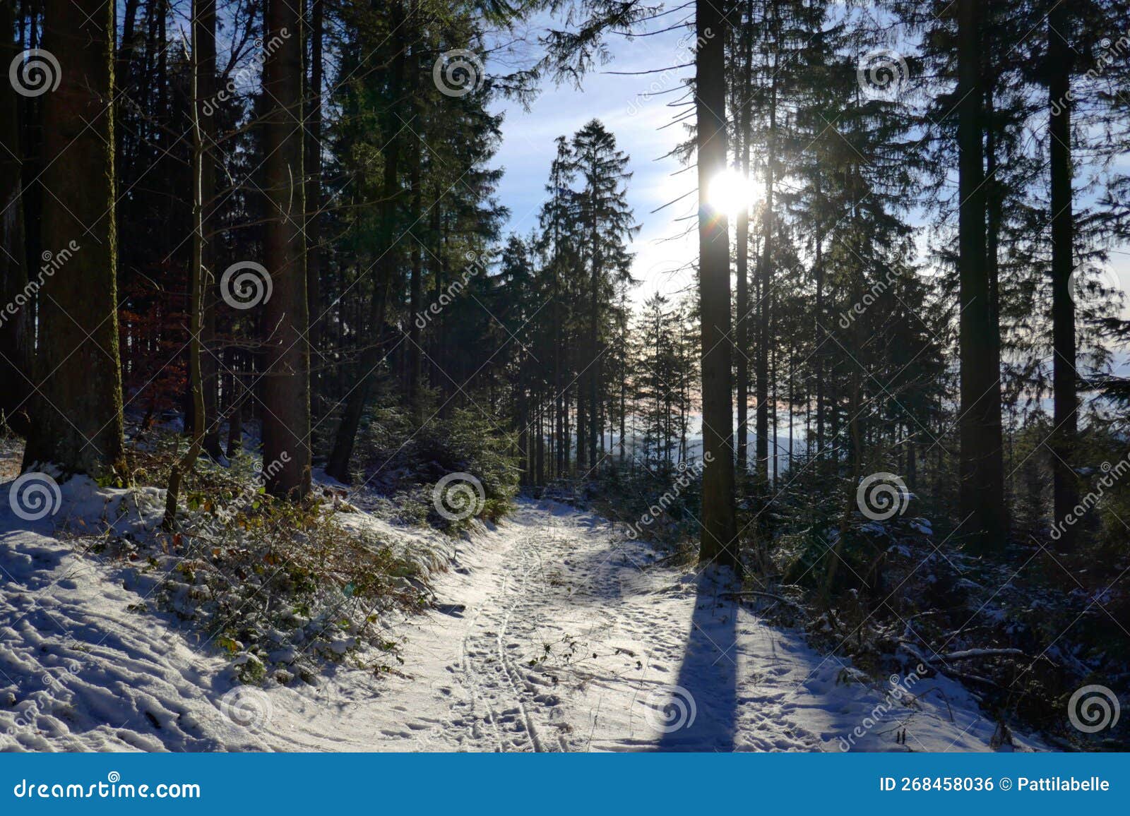 Forest Landscape with Snowy Paths in the Winter Stock Photo - Image of ...
