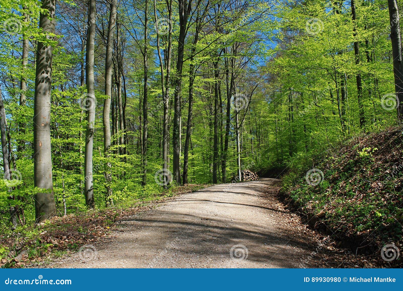 Forest Landscape in Spring, Germany Stock Photo - Image of mist, fall ...
