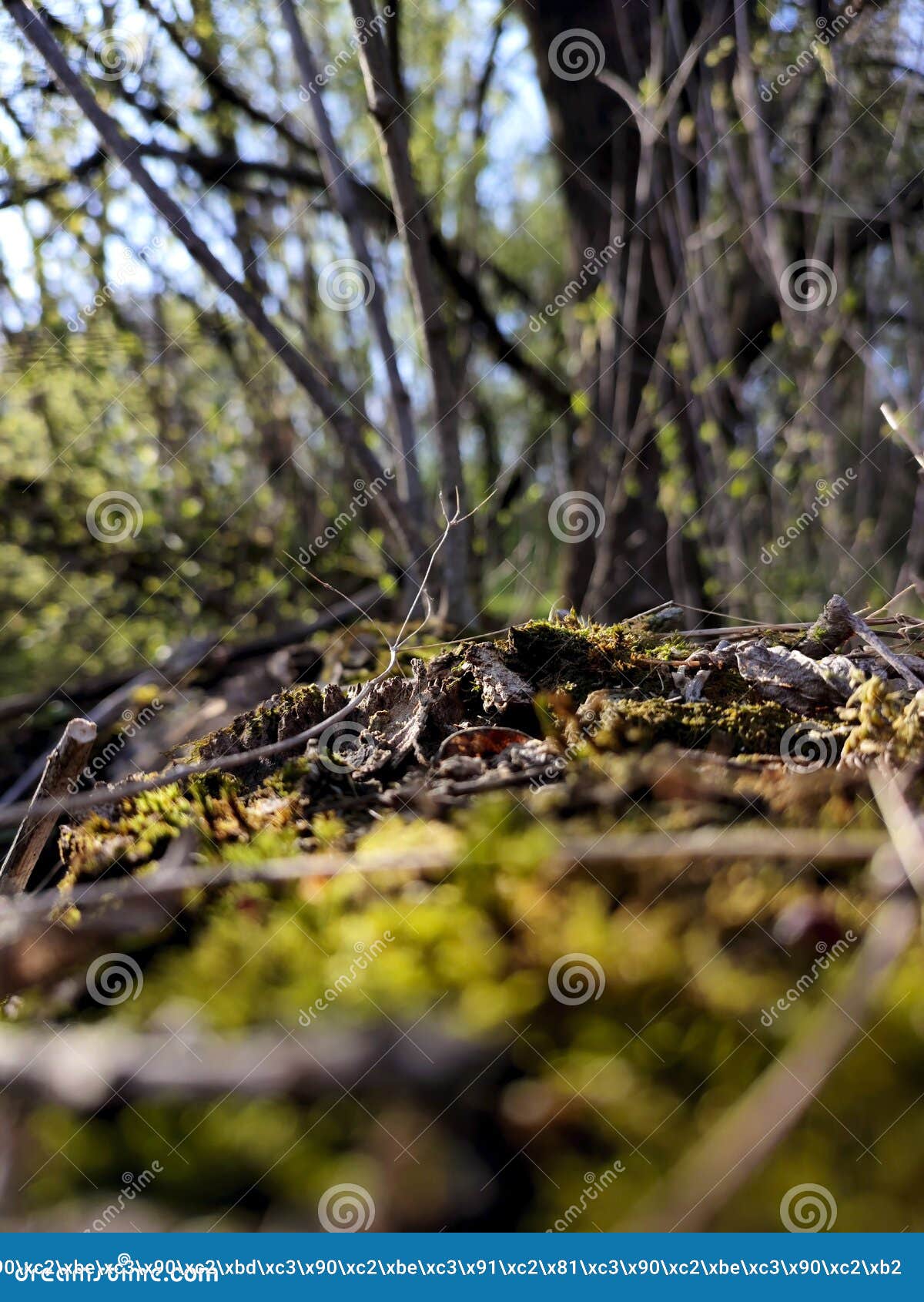 Spring Forest Landscape. Soil in the Forest Under the Trees Stock Image ...