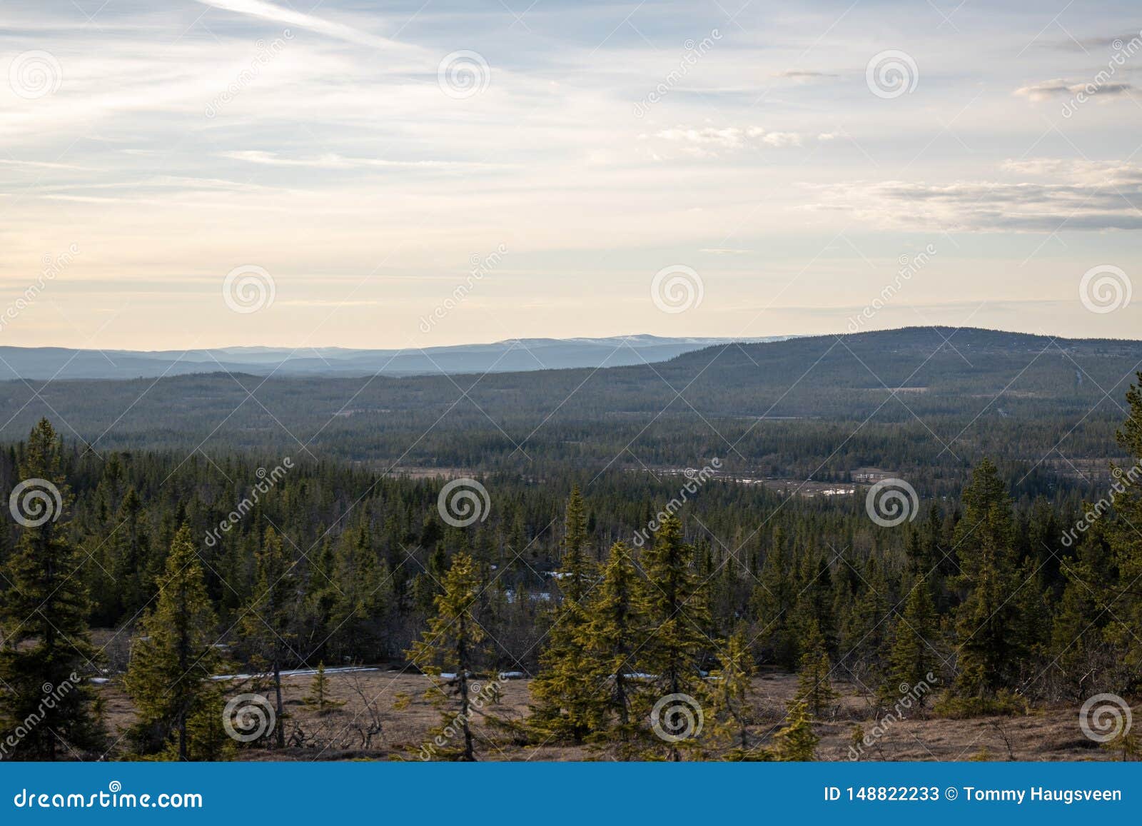 Forest Landscape on Stenfjellet Hedmarksvidda Hedmark County Norway ...