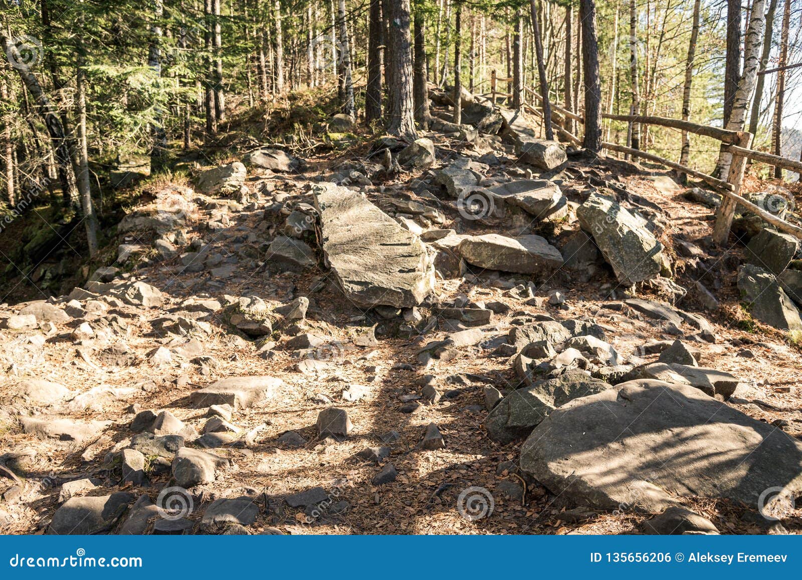 Forest Landscape with Stones on the Whole Frame Stock Photo - Image of ...