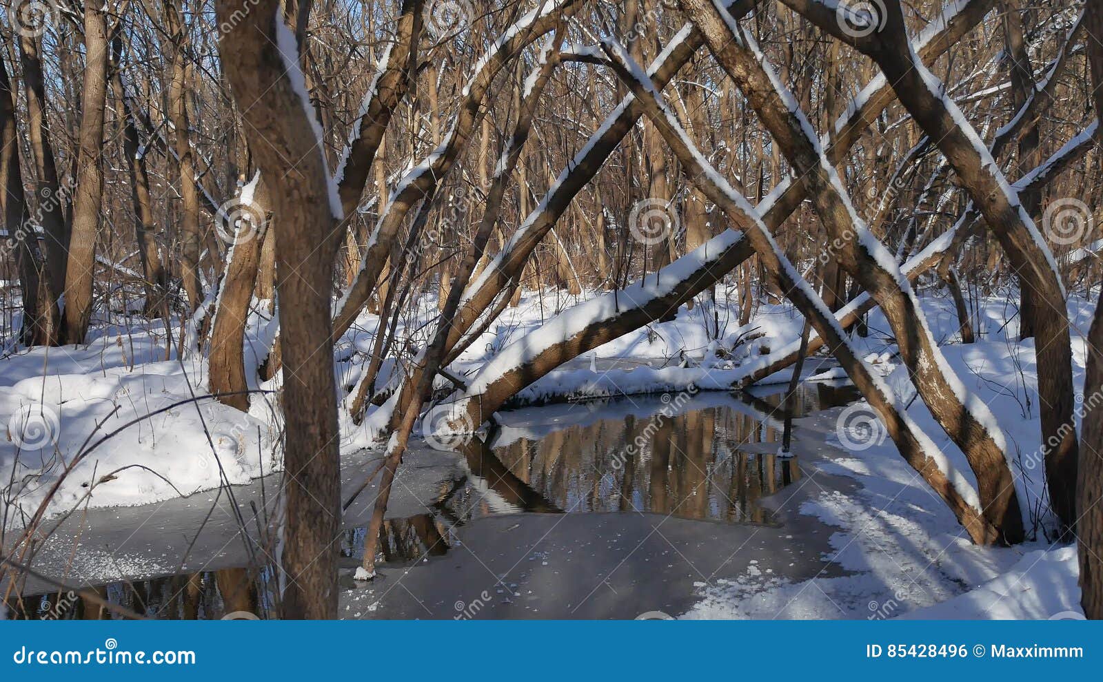 Forest Landscape Stream Flows in the Winter Forest Nature Snow Stock ...