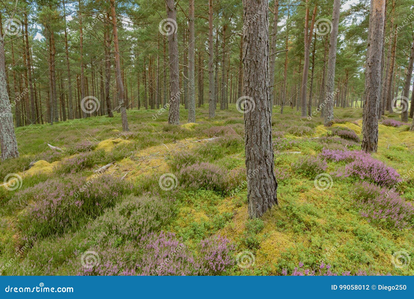 Landscape Scotland stock photo. Image of europe, beauty - 99058012