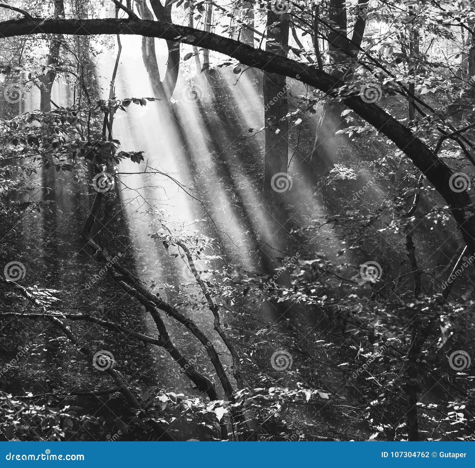 Forest Landscape with Sun Rays in the Smoke Stock Photo - Image of ...