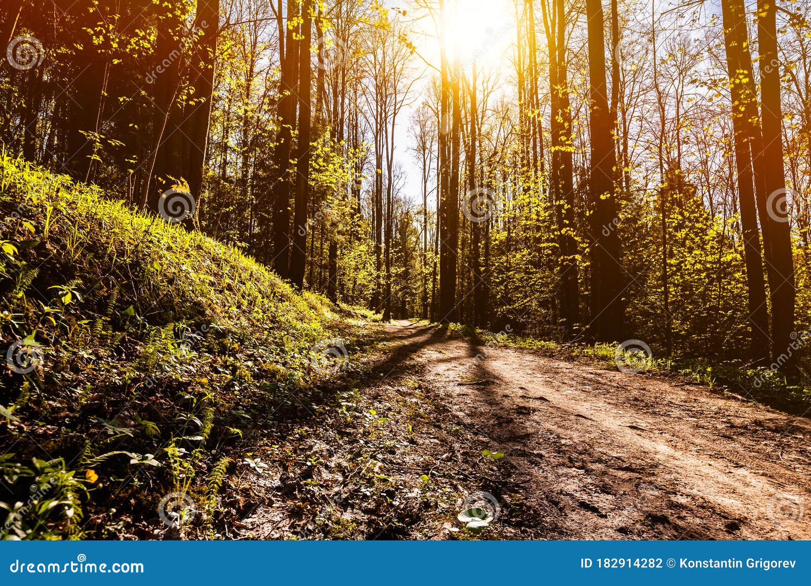 Forest Landscape with Tall Trees in the Sunlight. Low Angle View of ...