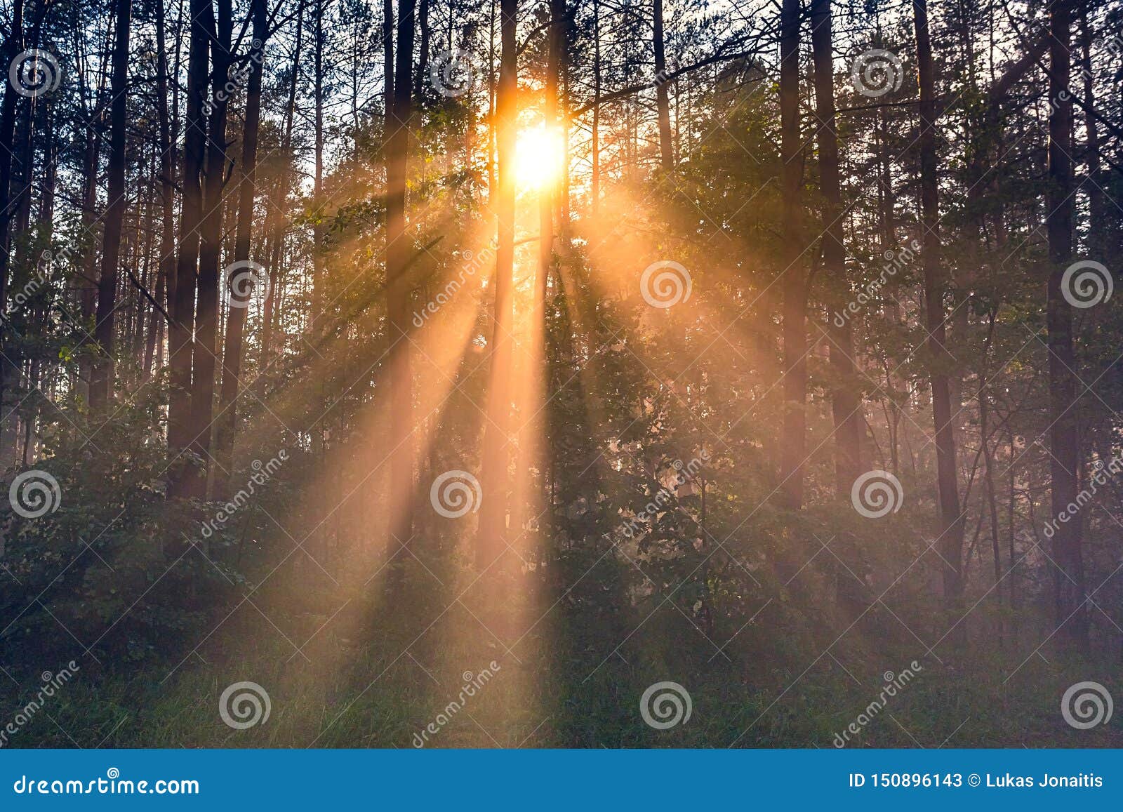 Forest Landscape with Thick Fog and Light Rays Stock Image - Image of ...